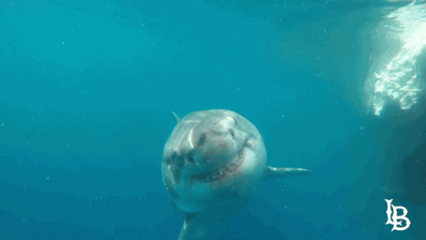 CSULB's Shark Lab begins prepping lifeguards across California for ...