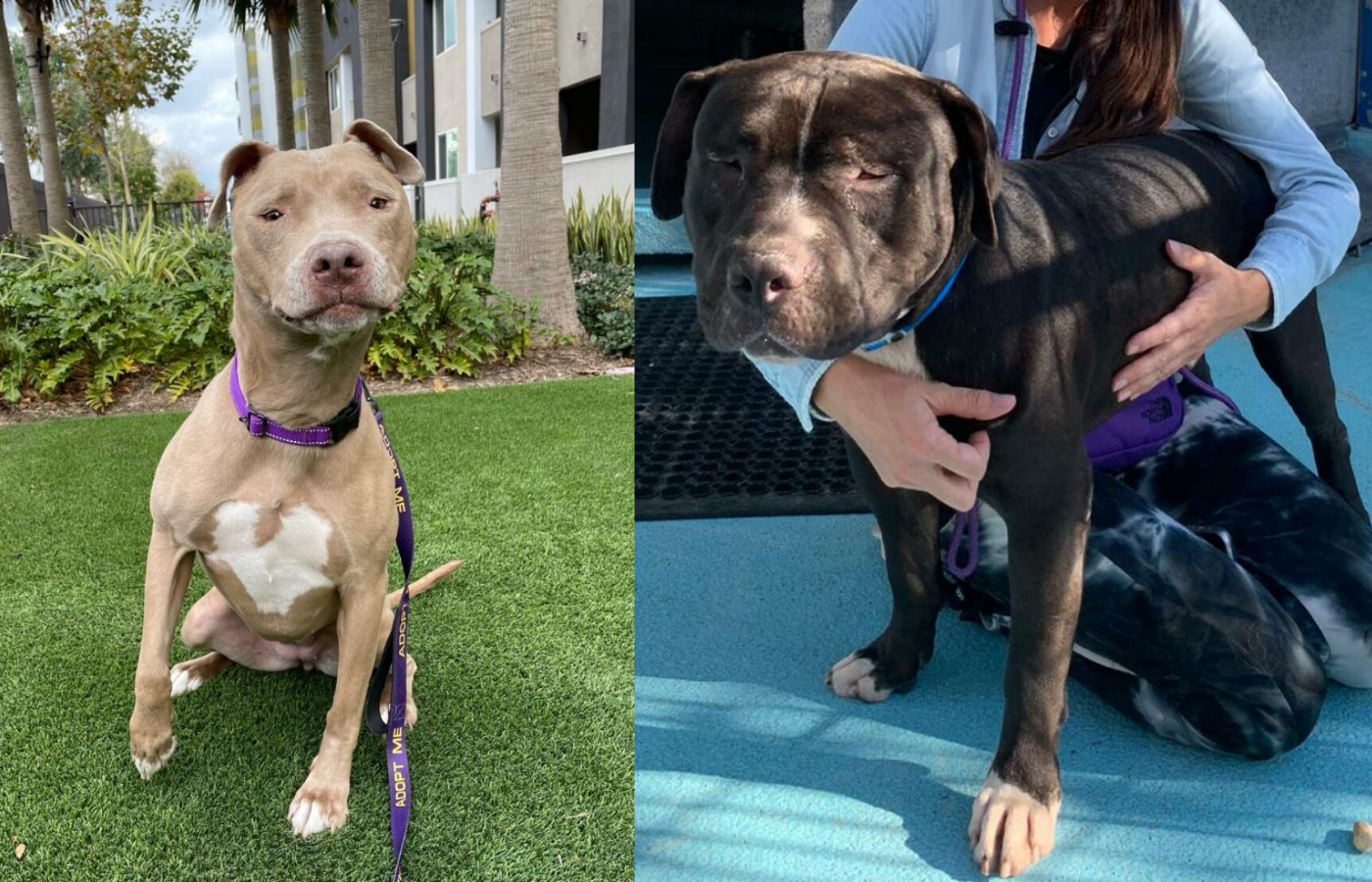 Best of Long Beach animal rescue winner has some of the best dogs for ...