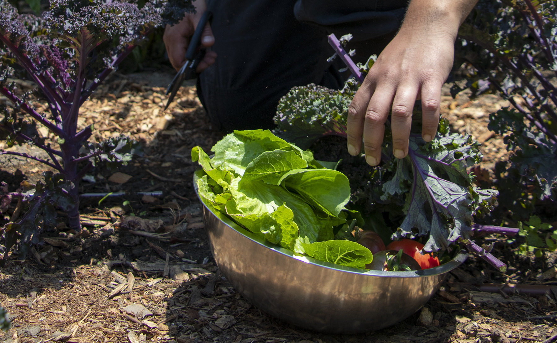 As older adults see food insecurity in West Long Beach, urban gardening ...