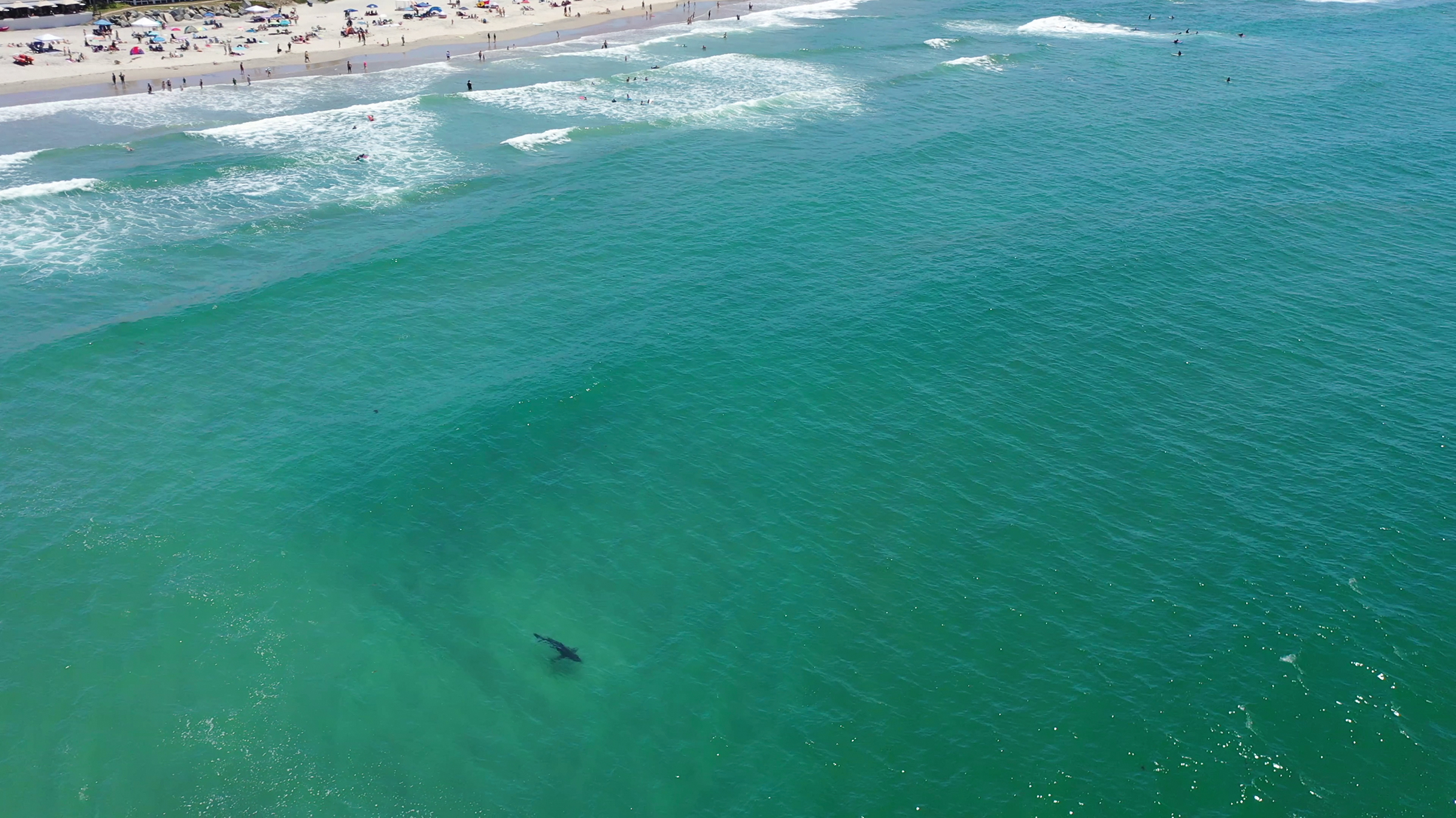 Shark sighting closes ocean access in Huntington Beach • Long Beach ...
