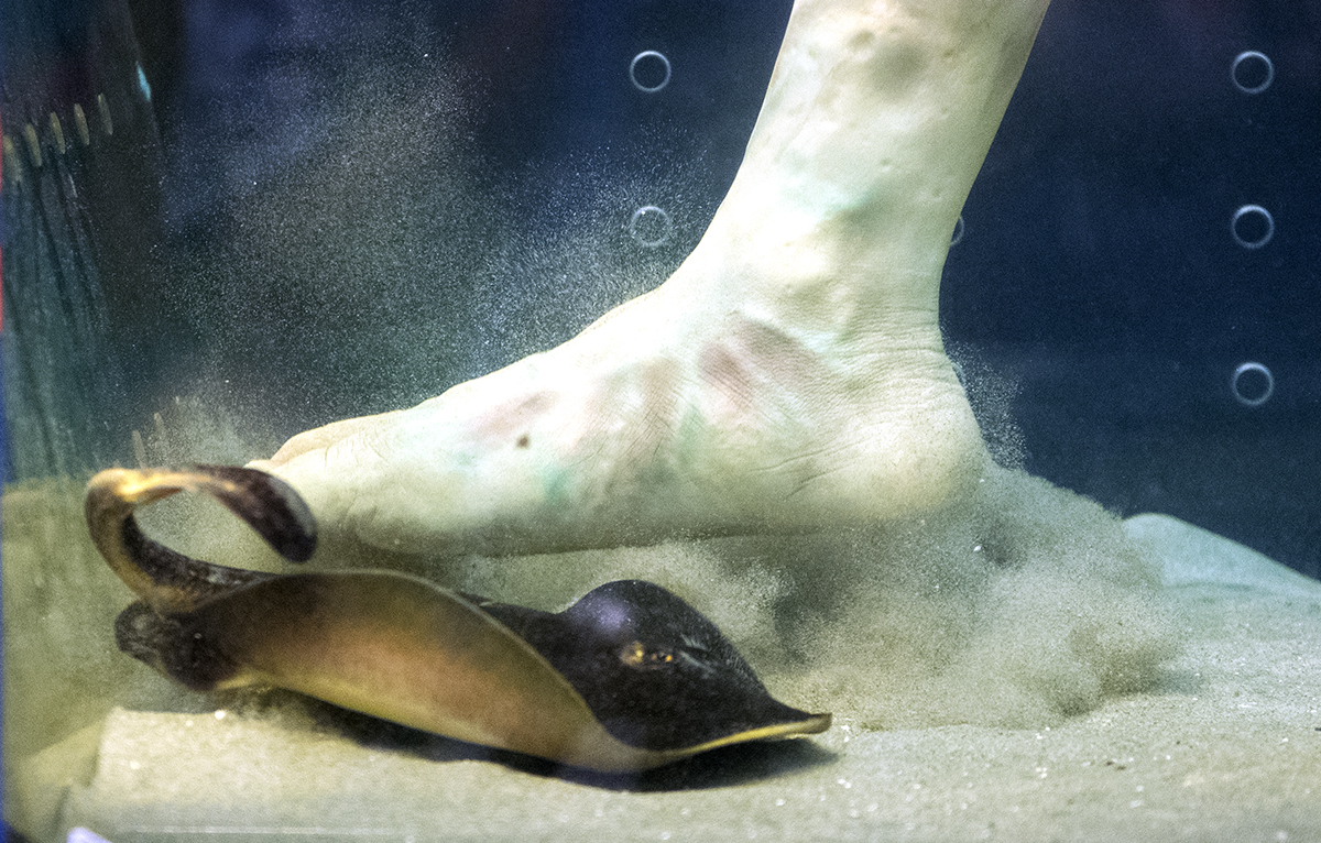 Why does the 'stingray shuffle' keep your feet safe at the beach? CSULB ...