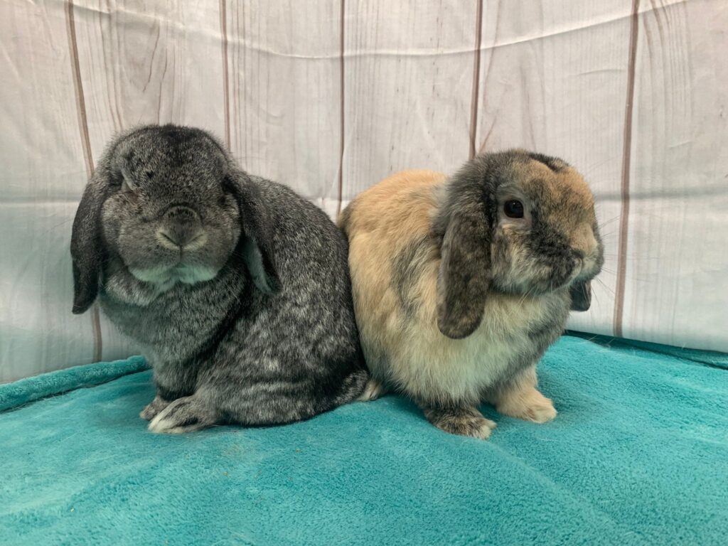 The Scratching Post: Your primer on rabbits • Long Beach Post